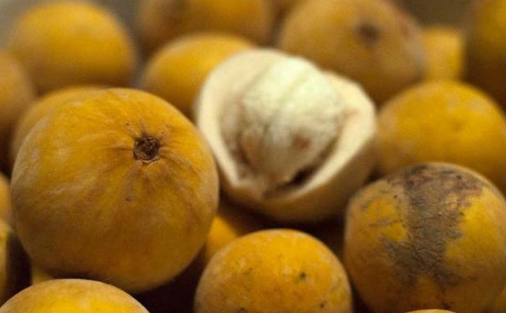 Teh Tukul, Teh dari Buah Sentul Obat Jantung dan Kanker Karya Mahasiswa ...
