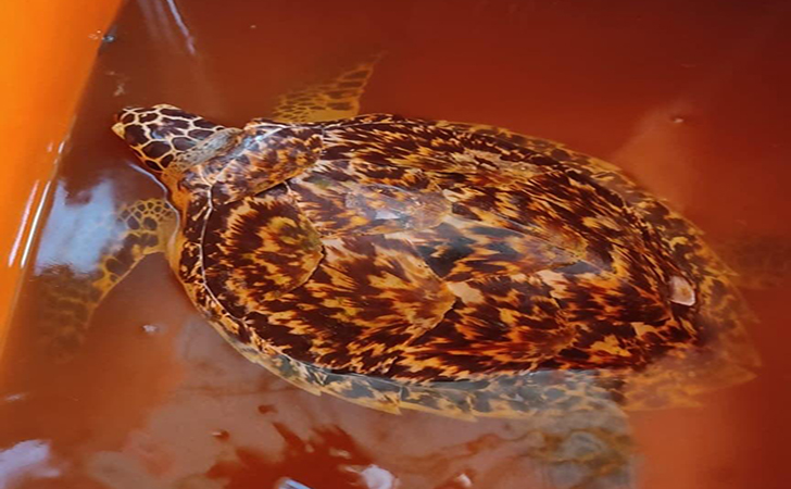 Ini Penampakan Penyu Langka yang Lehernya Tertancap Kail Pemancing